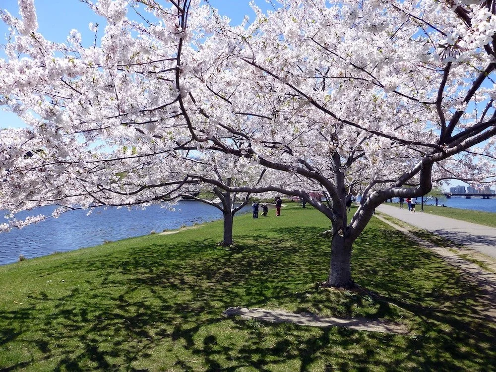 Blooming Cities: Top Cherry Blossom Destinations in North America