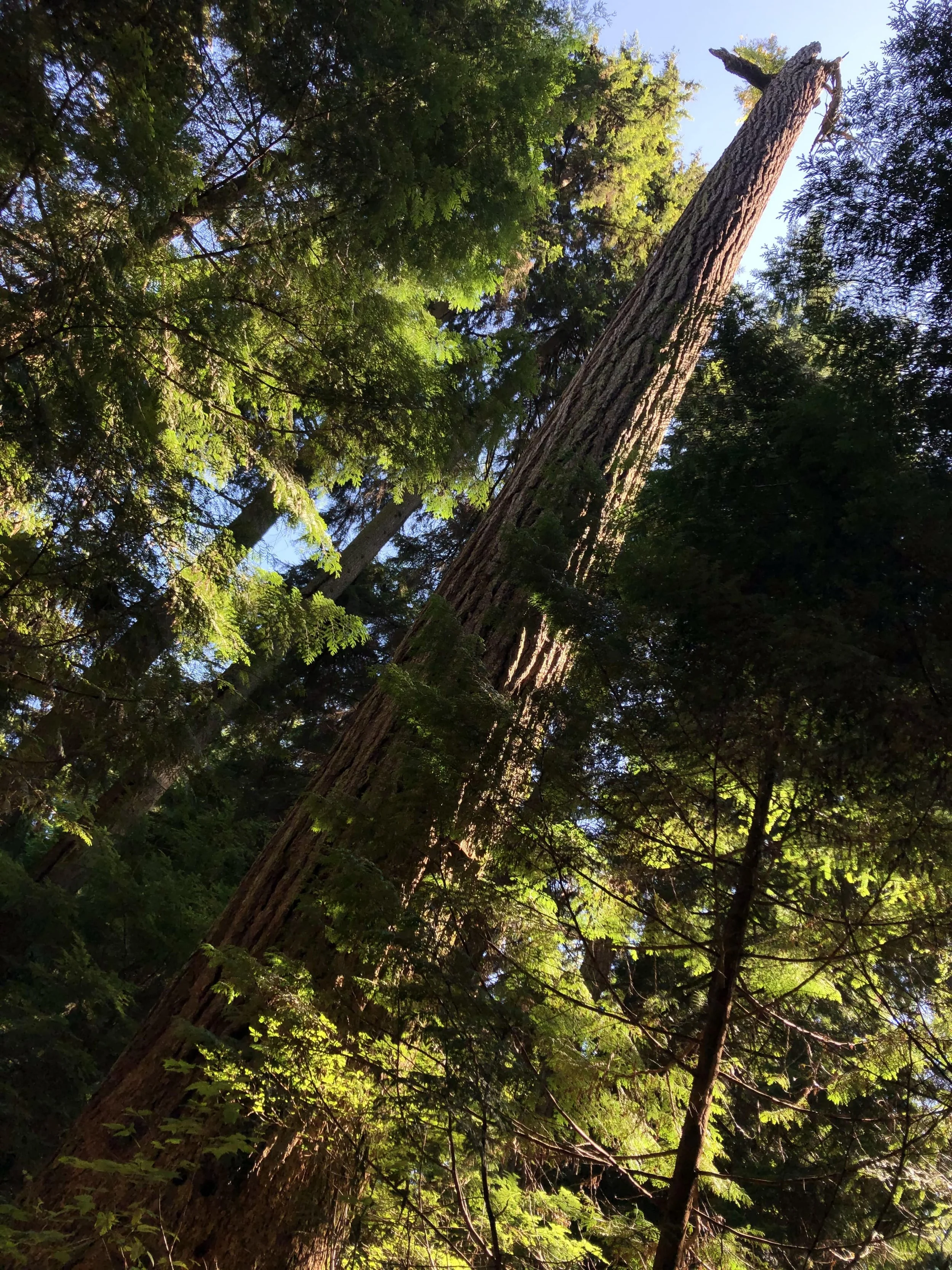The Talking Trees of Stanley Park, Vancouver