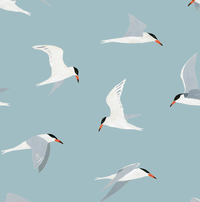 Illustrated Seabird patterns — Melissa Boardman