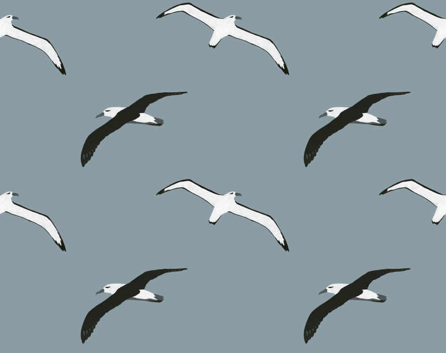 Illustrated Seabird patterns — Melissa Boardman