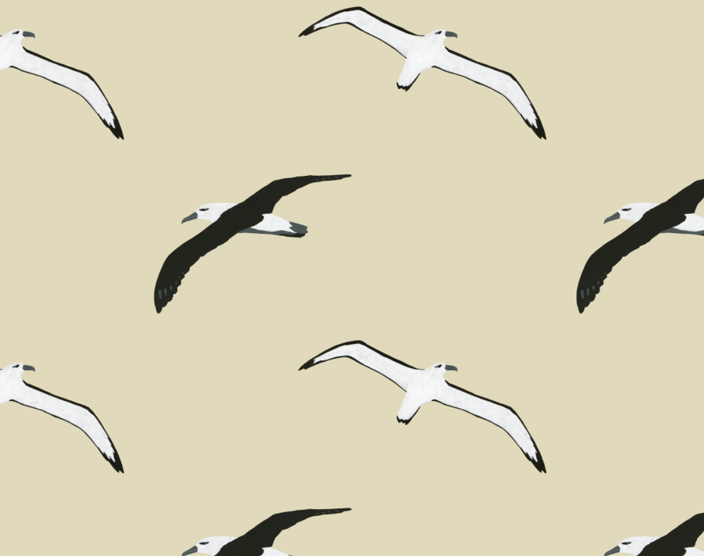 Illustrated Seabird patterns — Melissa Boardman