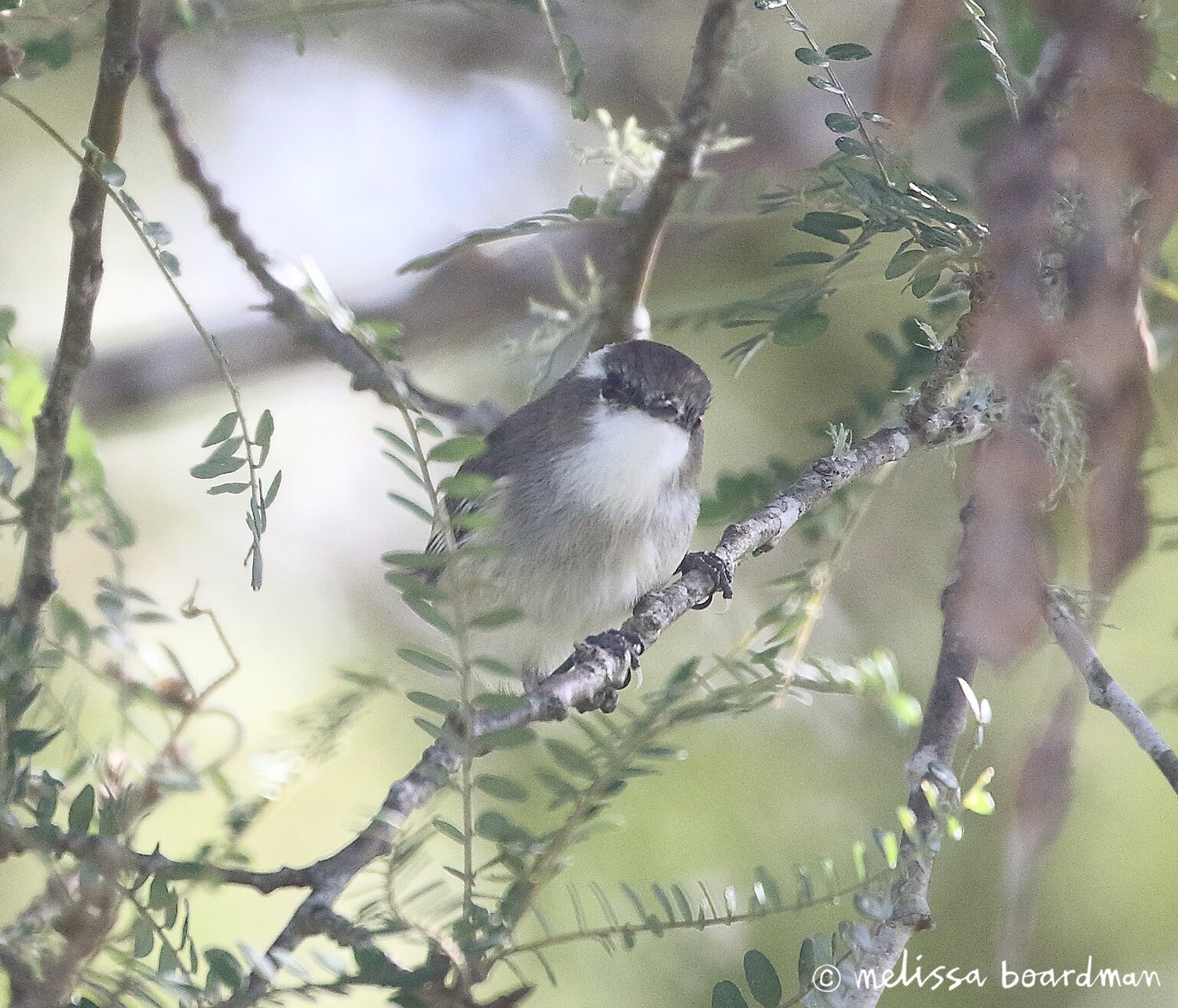 A rare riroriro — Melissa Boardman