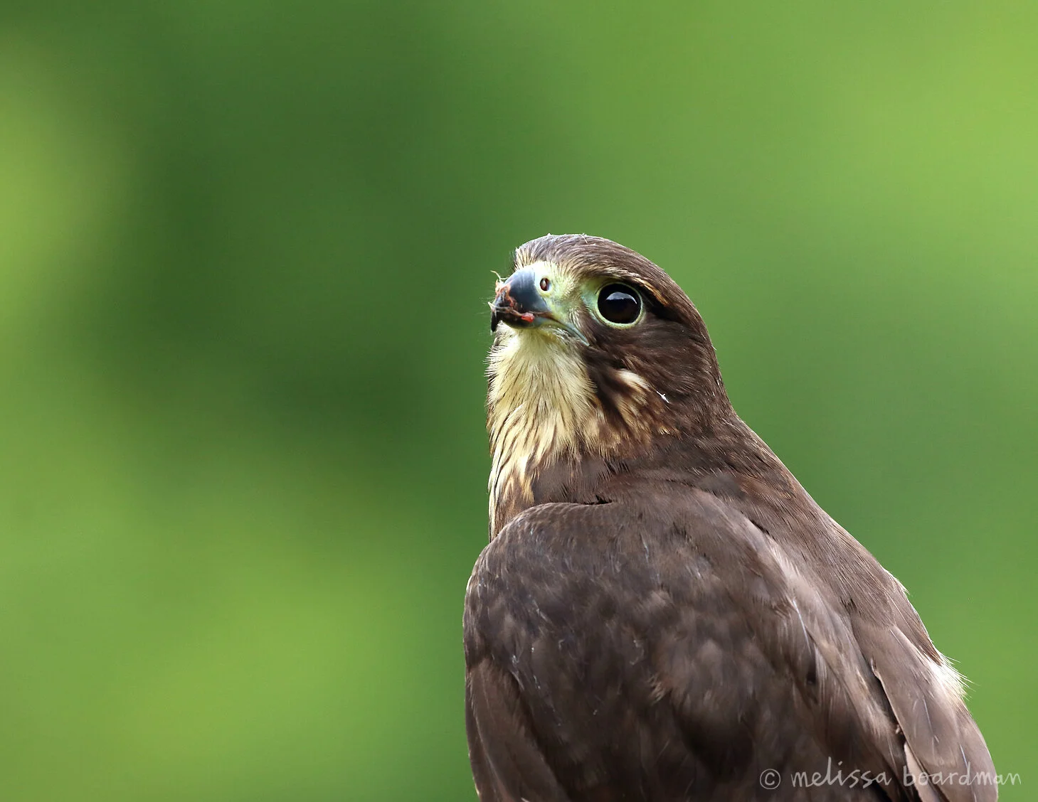 Stunning photographs of NZ's native birds — Melissa Boardman