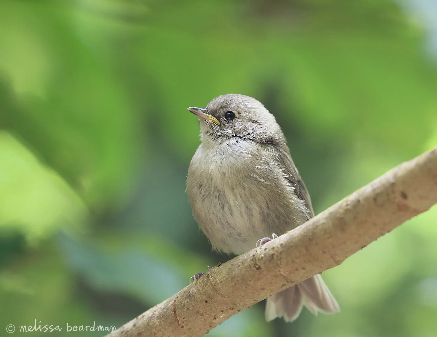 Stunning photographs of NZ's native birds — Melissa Boardman