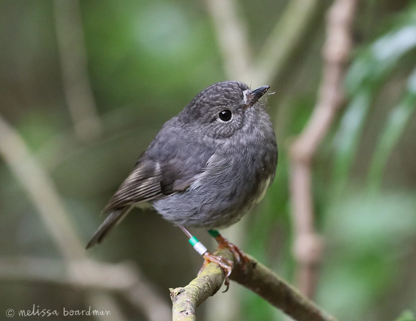Stunning photographs of NZ's native birds — Melissa Boardman