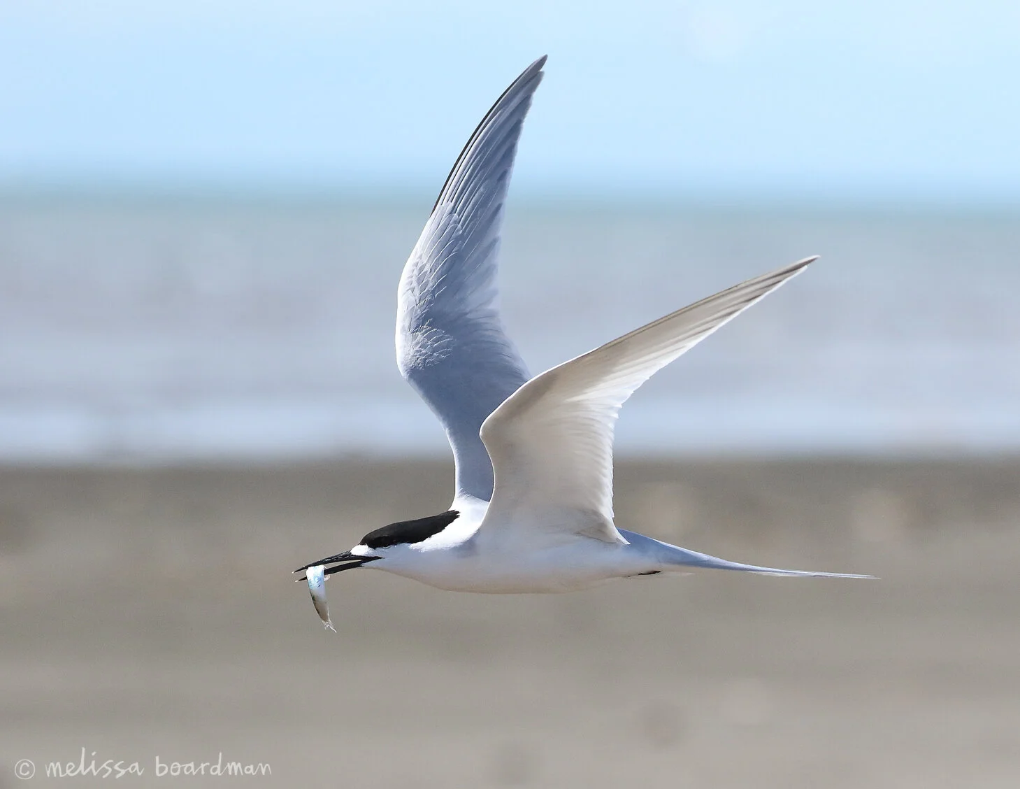 Stunning photographs of NZ's native birds — Melissa Boardman