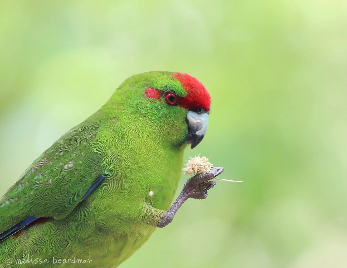 Stunning photographs of NZ's native birds — Melissa Boardman