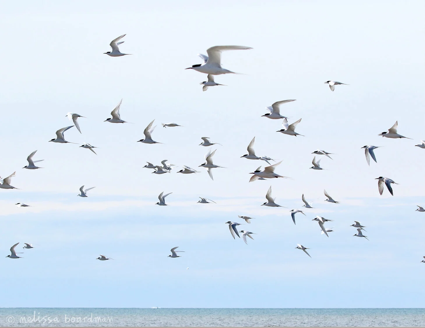 Stunning photographs of NZ's native birds — Melissa Boardman