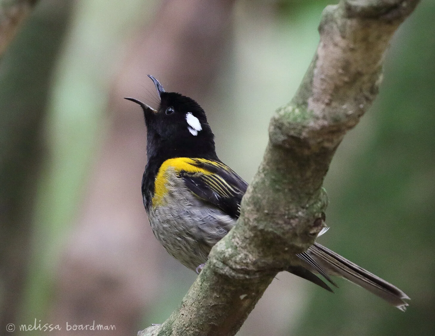 Stunning photographs of NZ's native birds — Melissa Boardman