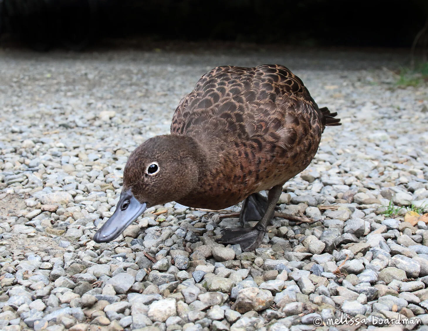Stunning photographs of NZ's native birds — Melissa Boardman