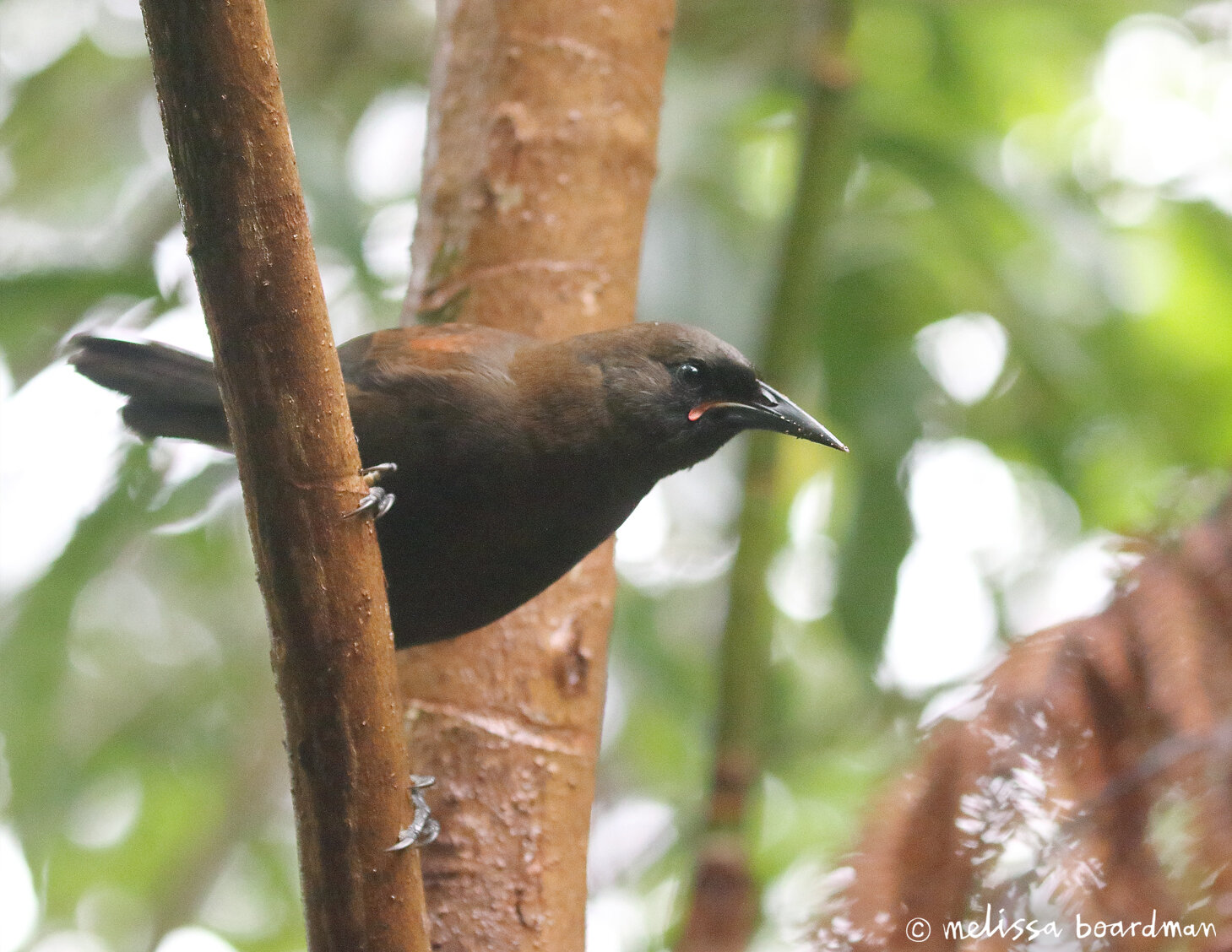 Stunning photographs of NZ's native birds — Melissa Boardman