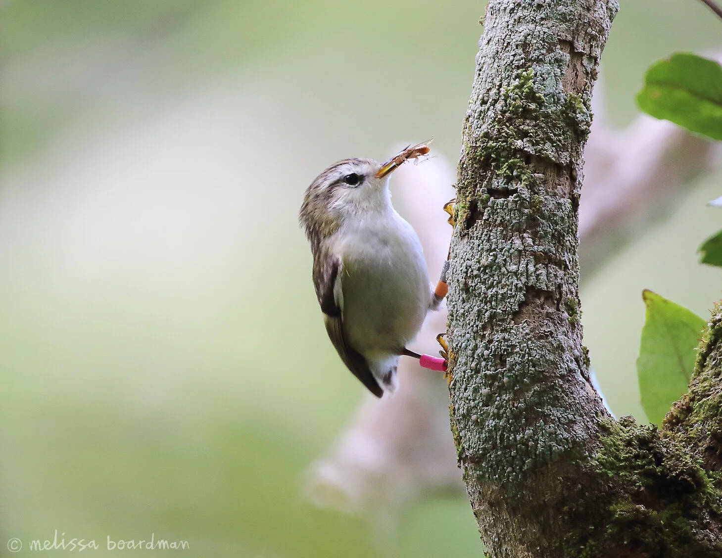 Stunning photographs of NZ's native birds — Melissa Boardman