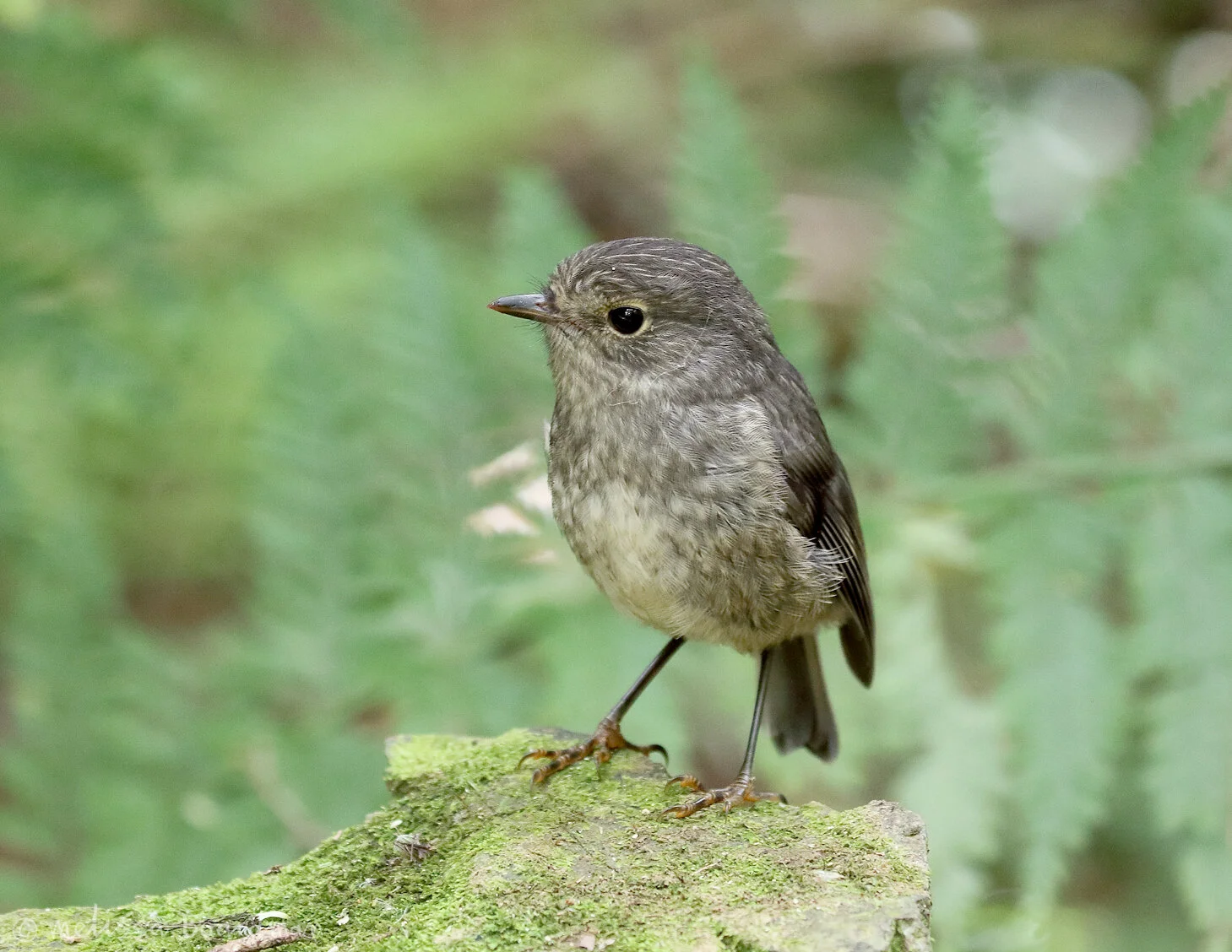 Stunning photographs of NZ's native birds — Melissa Boardman