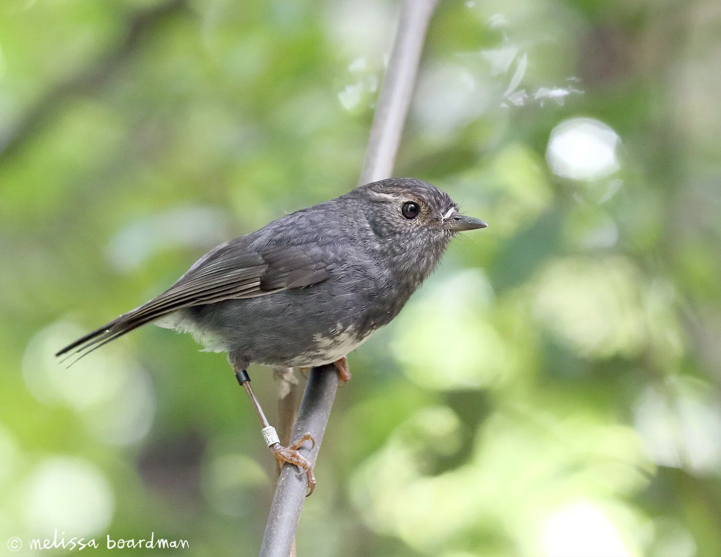 Stunning photographs of NZ's native birds — Melissa Boardman