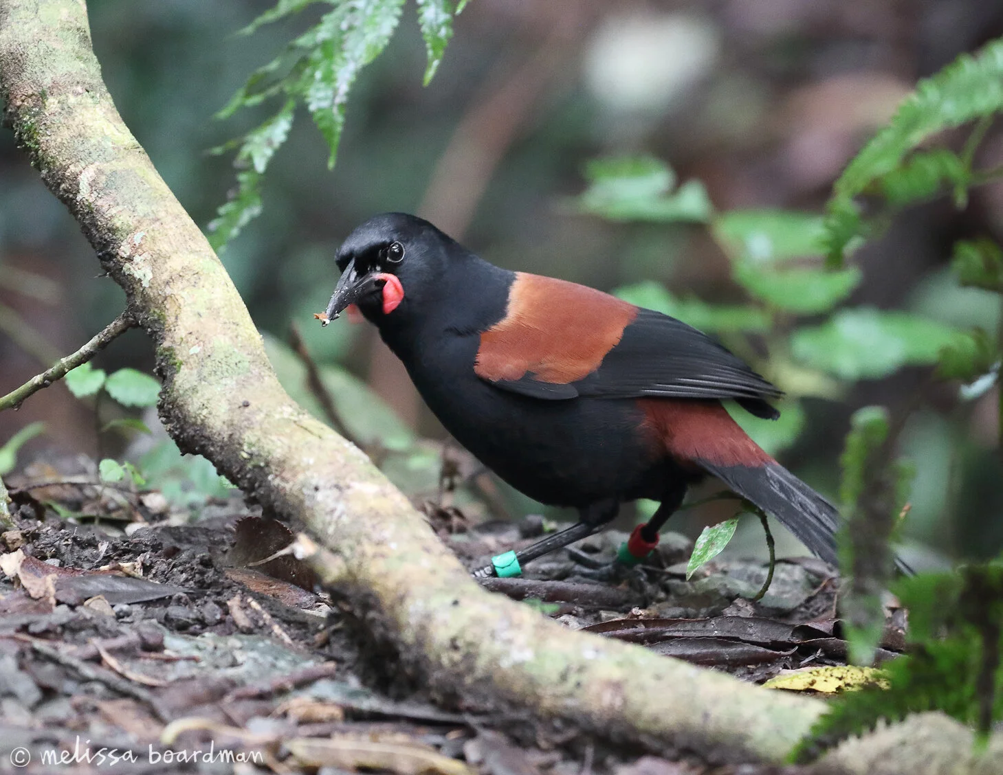 Stunning photographs of NZ's native birds — Melissa Boardman