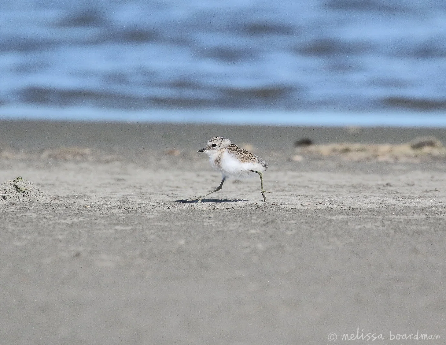 Stunning photographs of NZ's native birds — Melissa Boardman