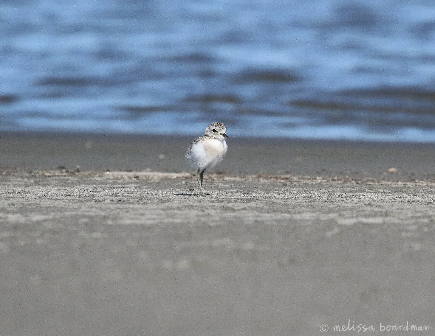 Stunning photographs of NZ's native birds — Melissa Boardman