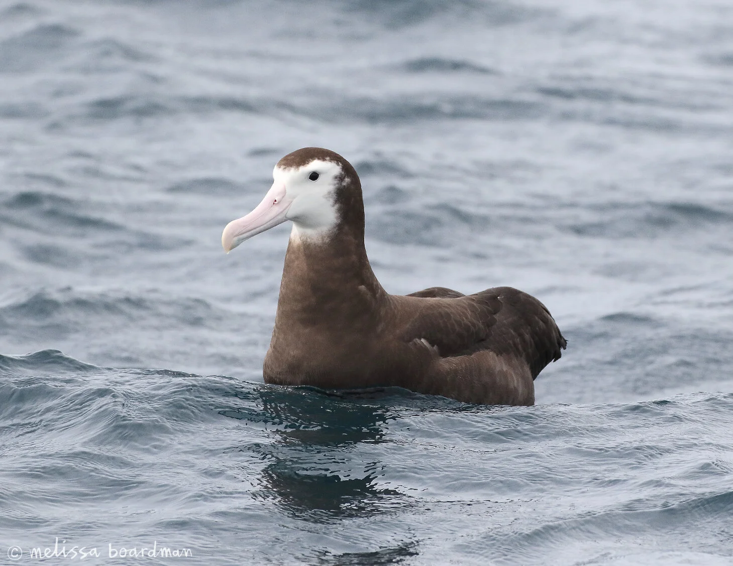 Stunning photographs of NZ's native birds — Melissa Boardman