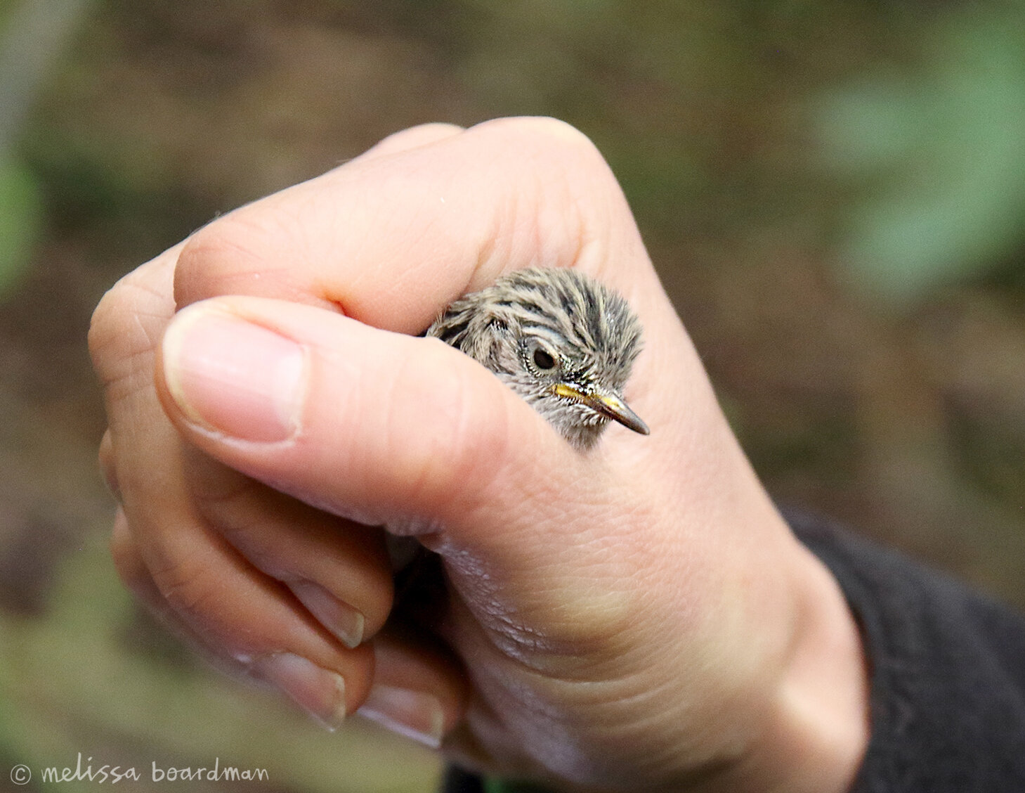 Stunning photographs of NZ's native birds — Melissa Boardman