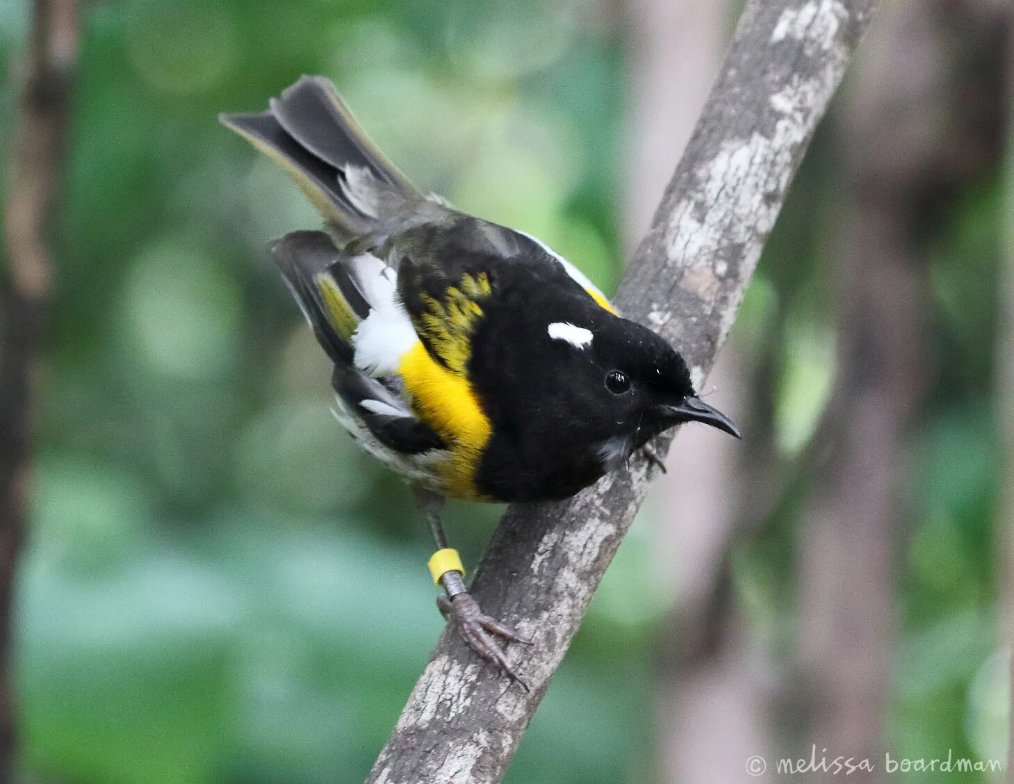 Stunning photographs of NZ's native birds — Melissa Boardman
