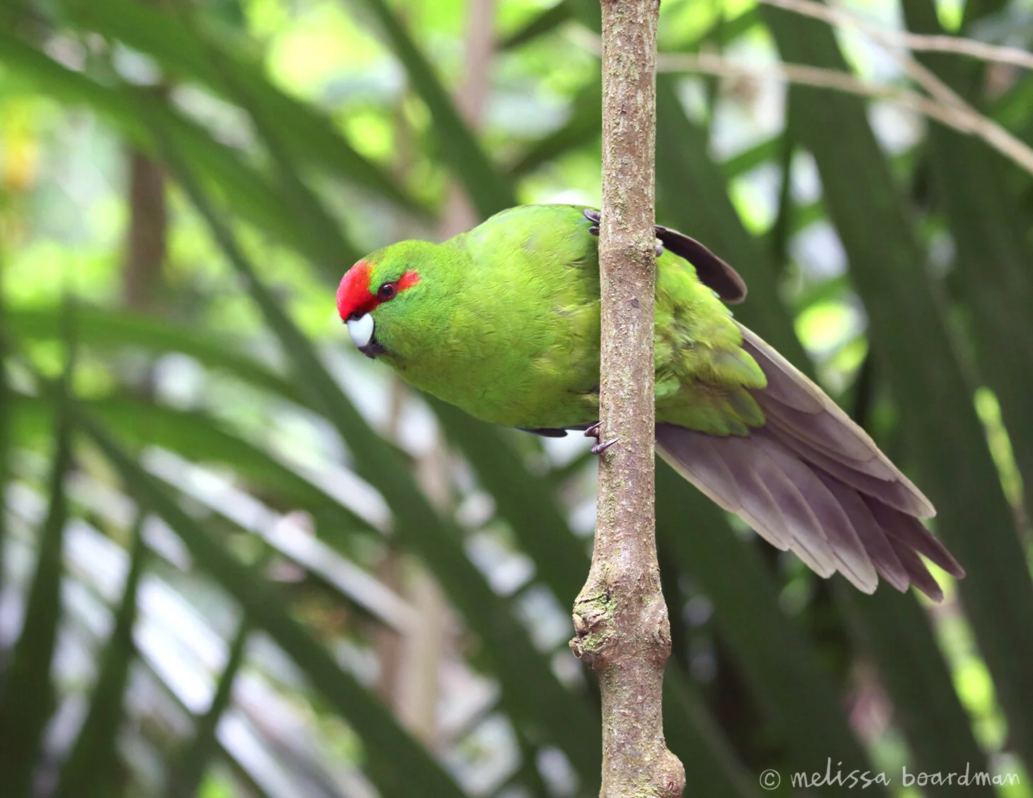 Stunning photographs of NZ's native birds — Melissa Boardman