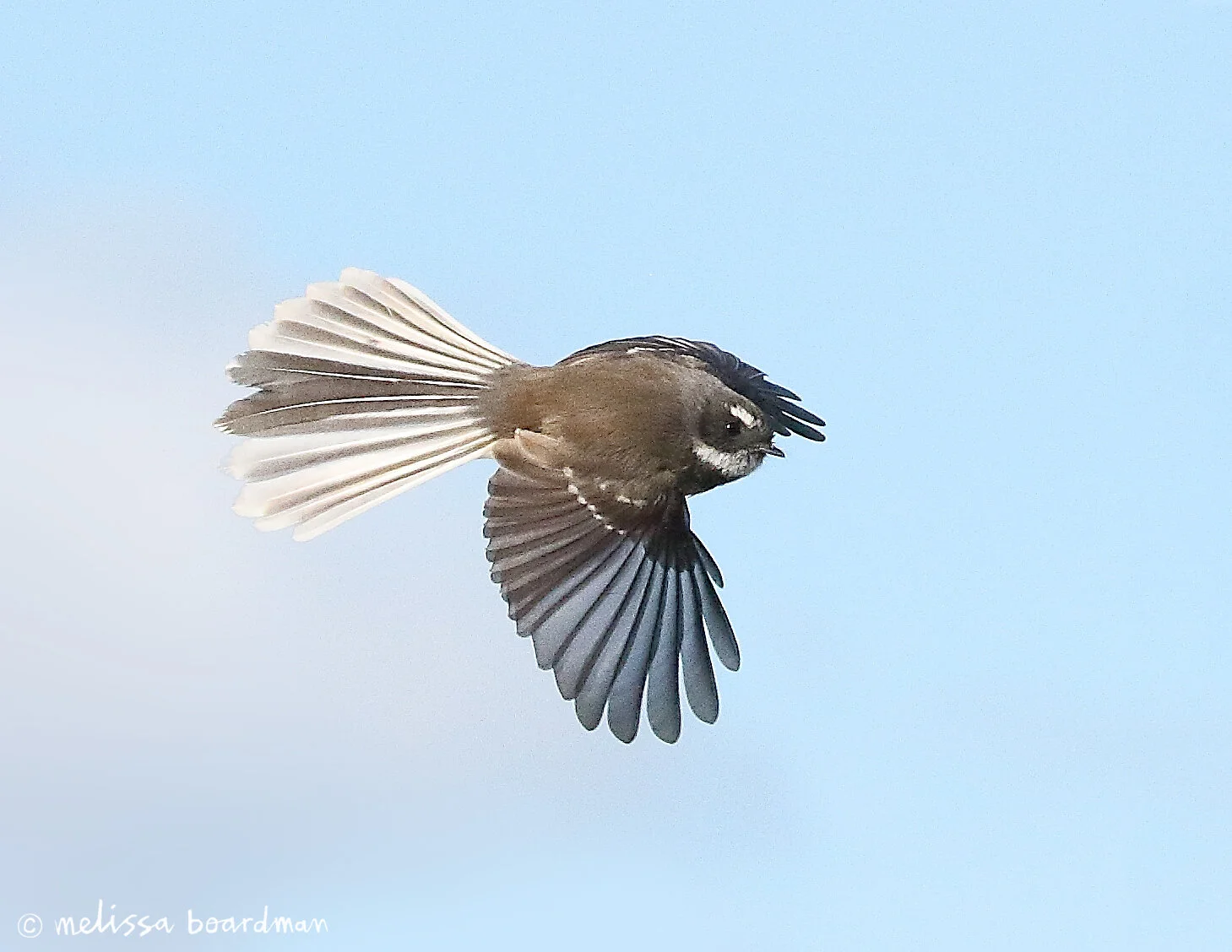 Stunning photographs of NZ's native birds — Melissa Boardman