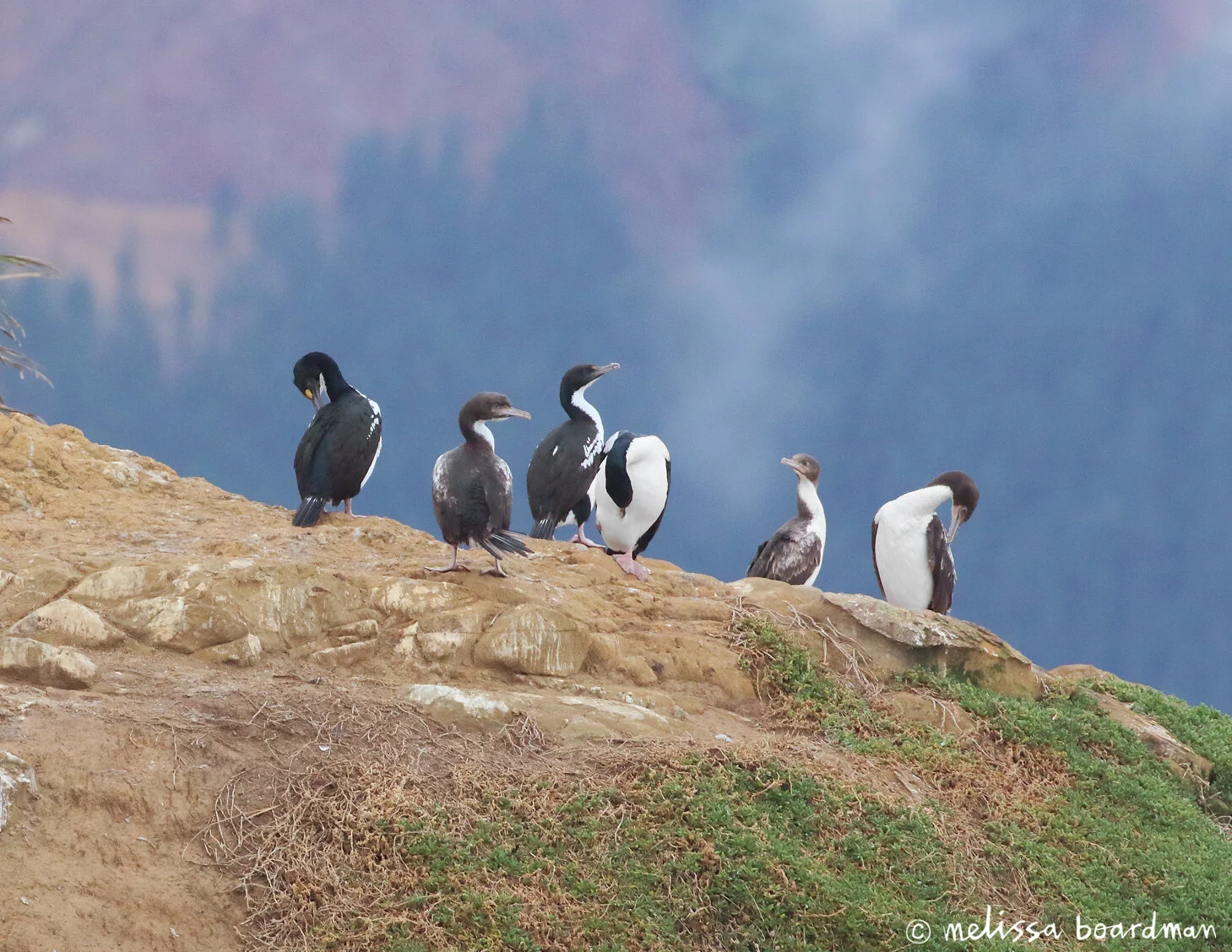 Stunning photographs of NZ's native birds — Melissa Boardman