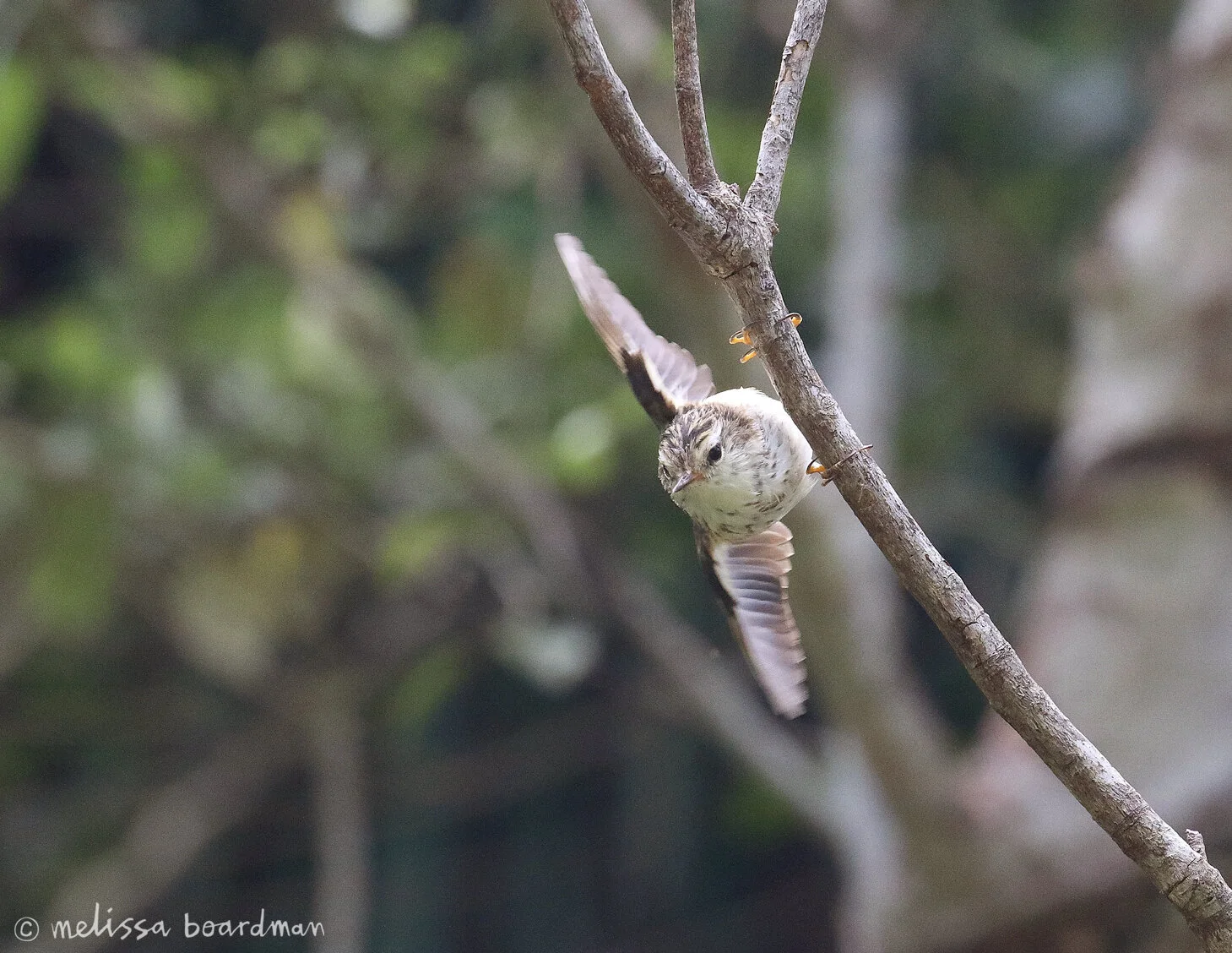 Stunning photographs of NZ's native birds — Melissa Boardman
