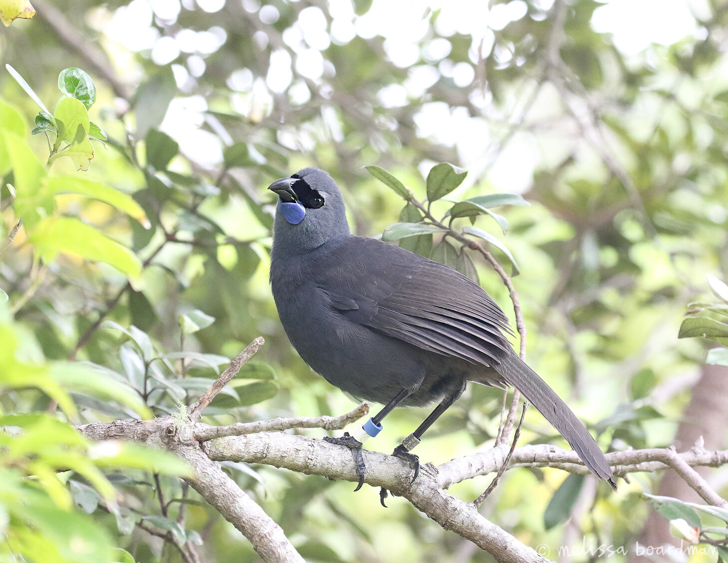 Stunning photographs of NZ's native birds — Melissa Boardman