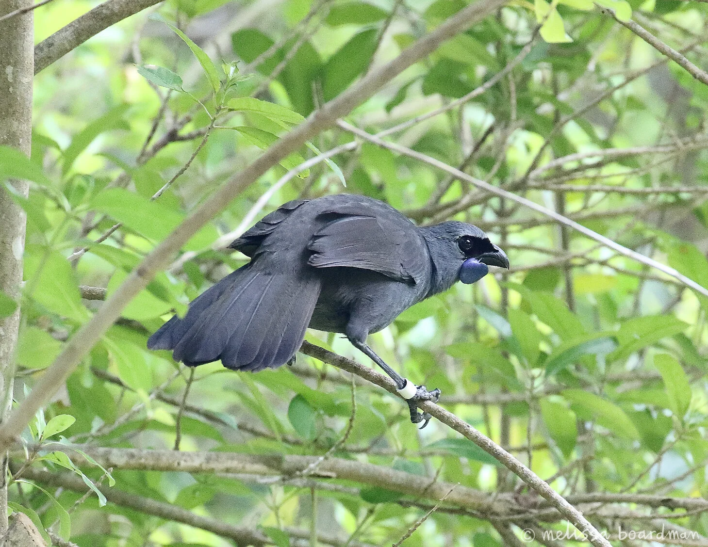 Stunning photographs of NZ's native birds — Melissa Boardman