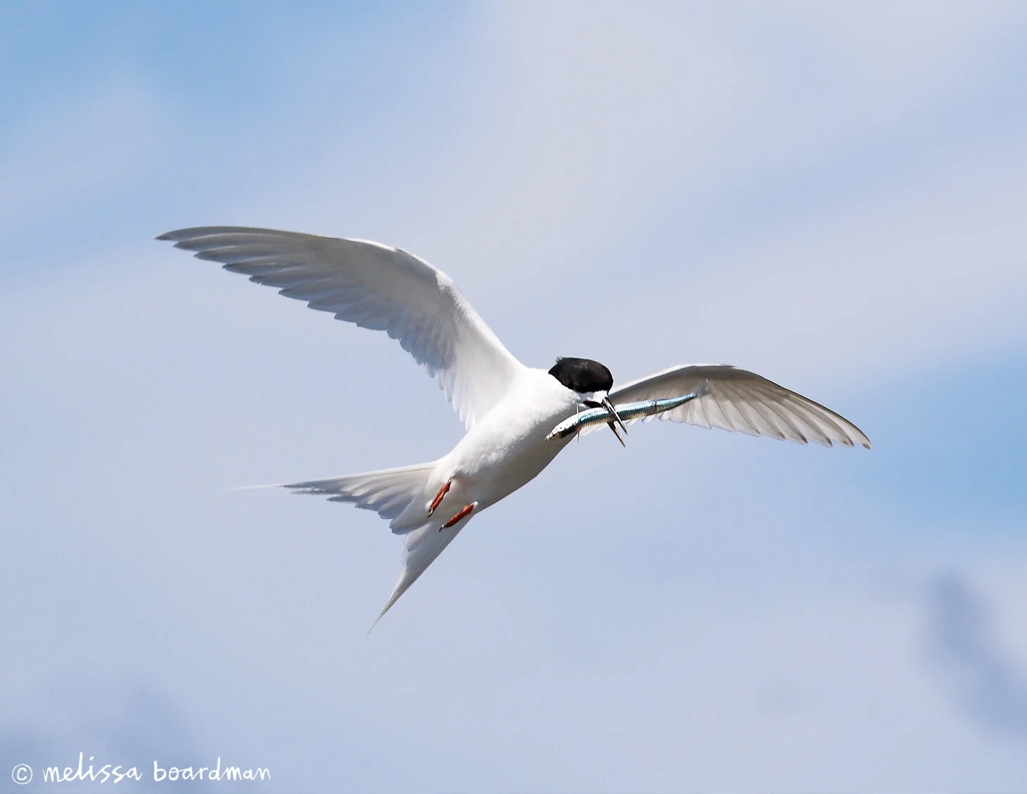 Stunning photographs of NZ's native birds — Melissa Boardman