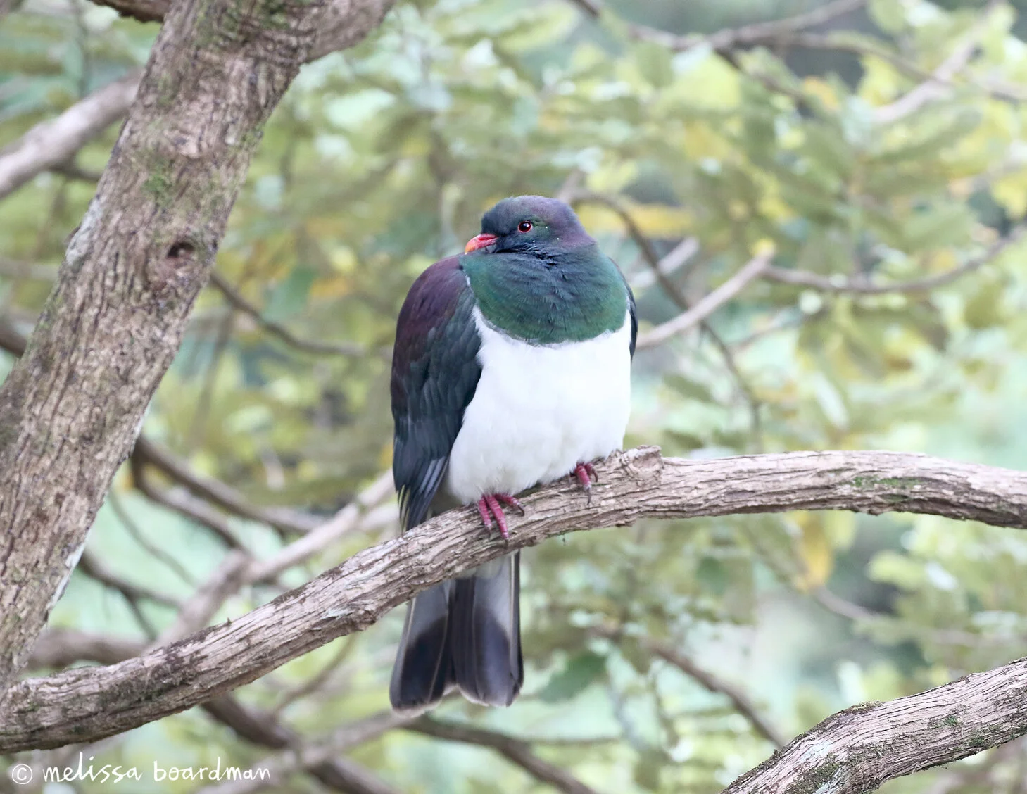 Stunning photographs of NZ's native birds — Melissa Boardman