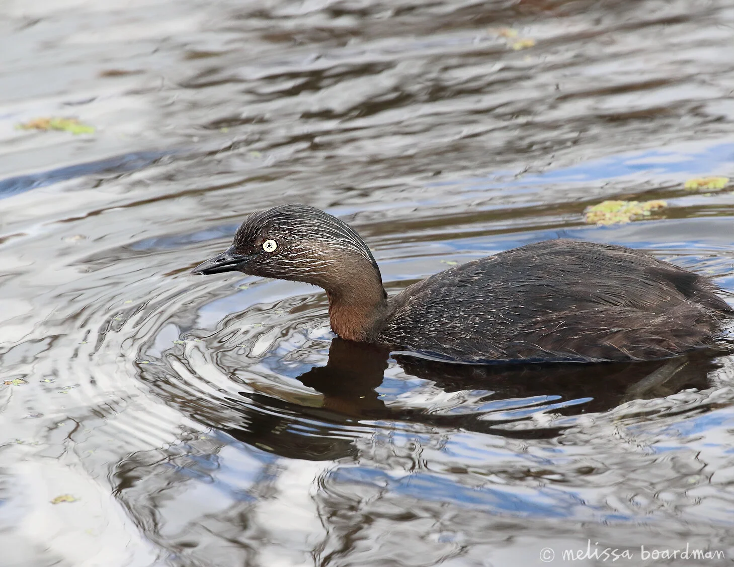 Stunning photographs of NZ's native birds — Melissa Boardman