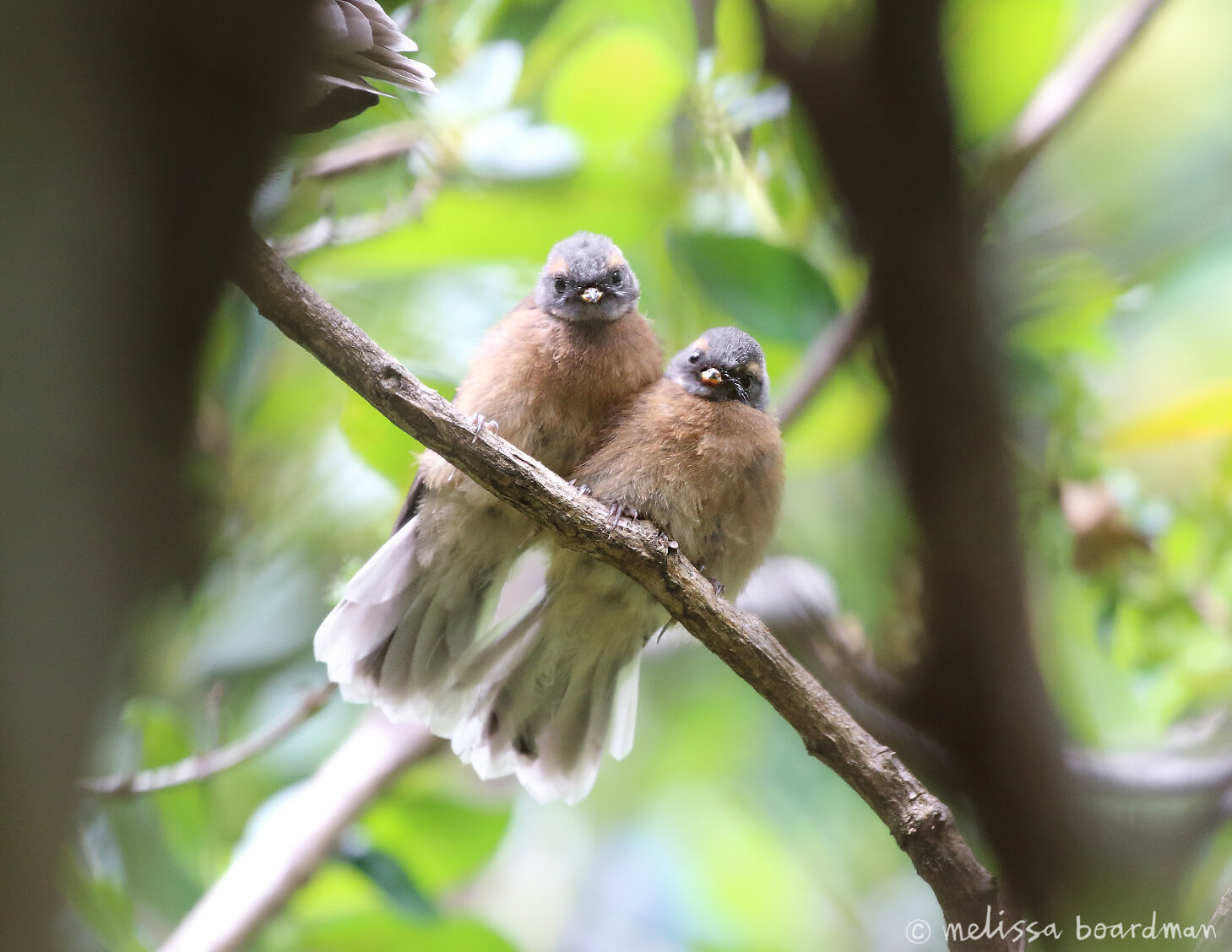 Stunning photographs of NZ's native birds — Melissa Boardman