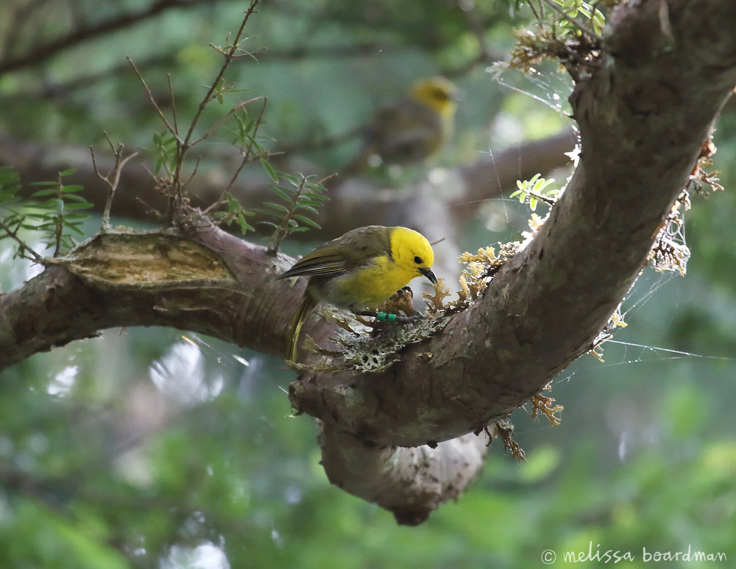 Stunning photographs of NZ's native birds — Melissa Boardman