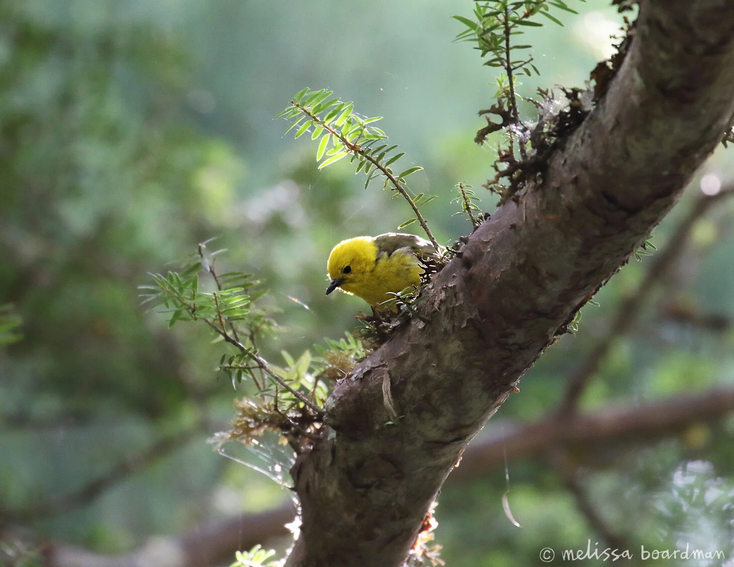 Stunning photographs of NZ's native birds — Melissa Boardman