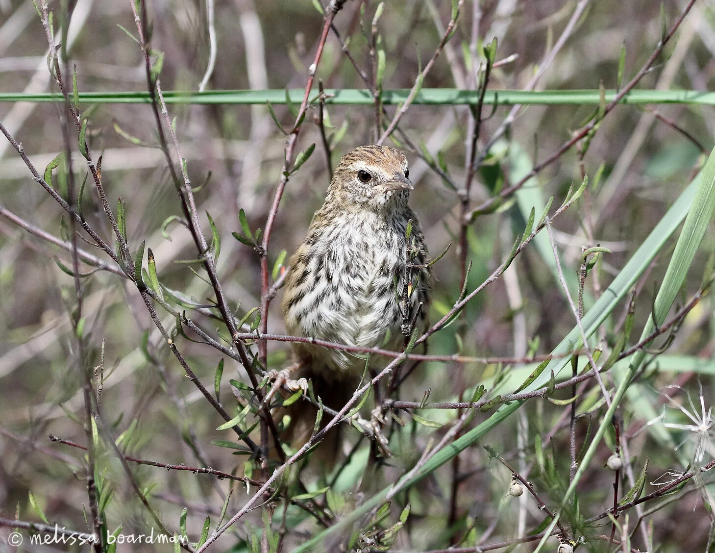 Stunning photographs of NZ's native birds — Melissa Boardman