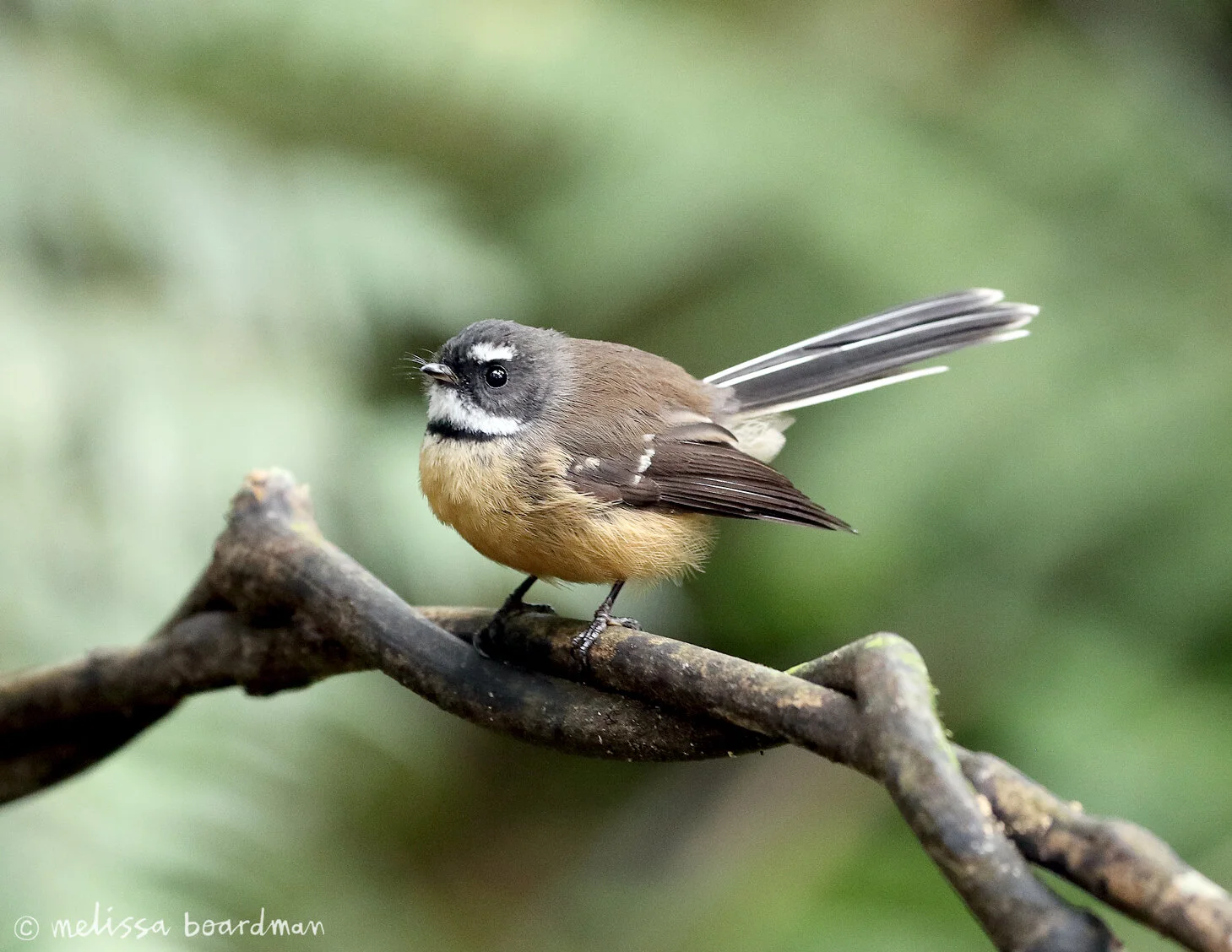 Stunning photographs of NZ's native birds — Melissa Boardman