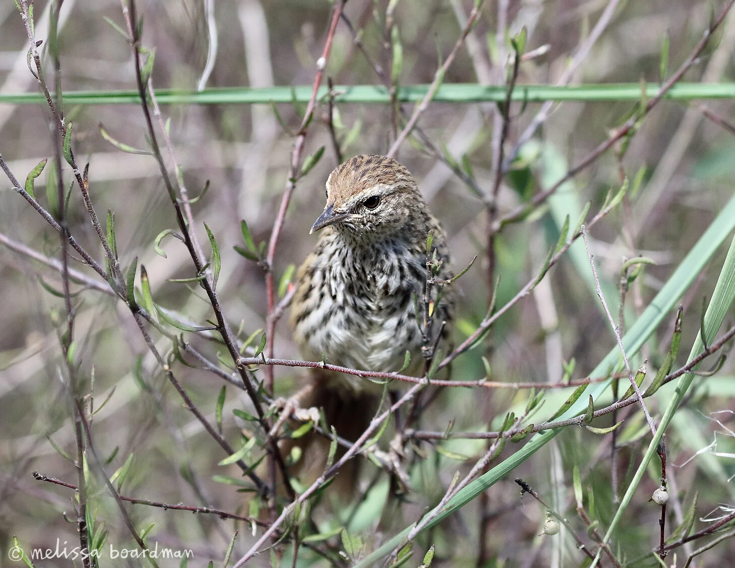 Stunning photographs of NZ's native birds — Melissa Boardman
