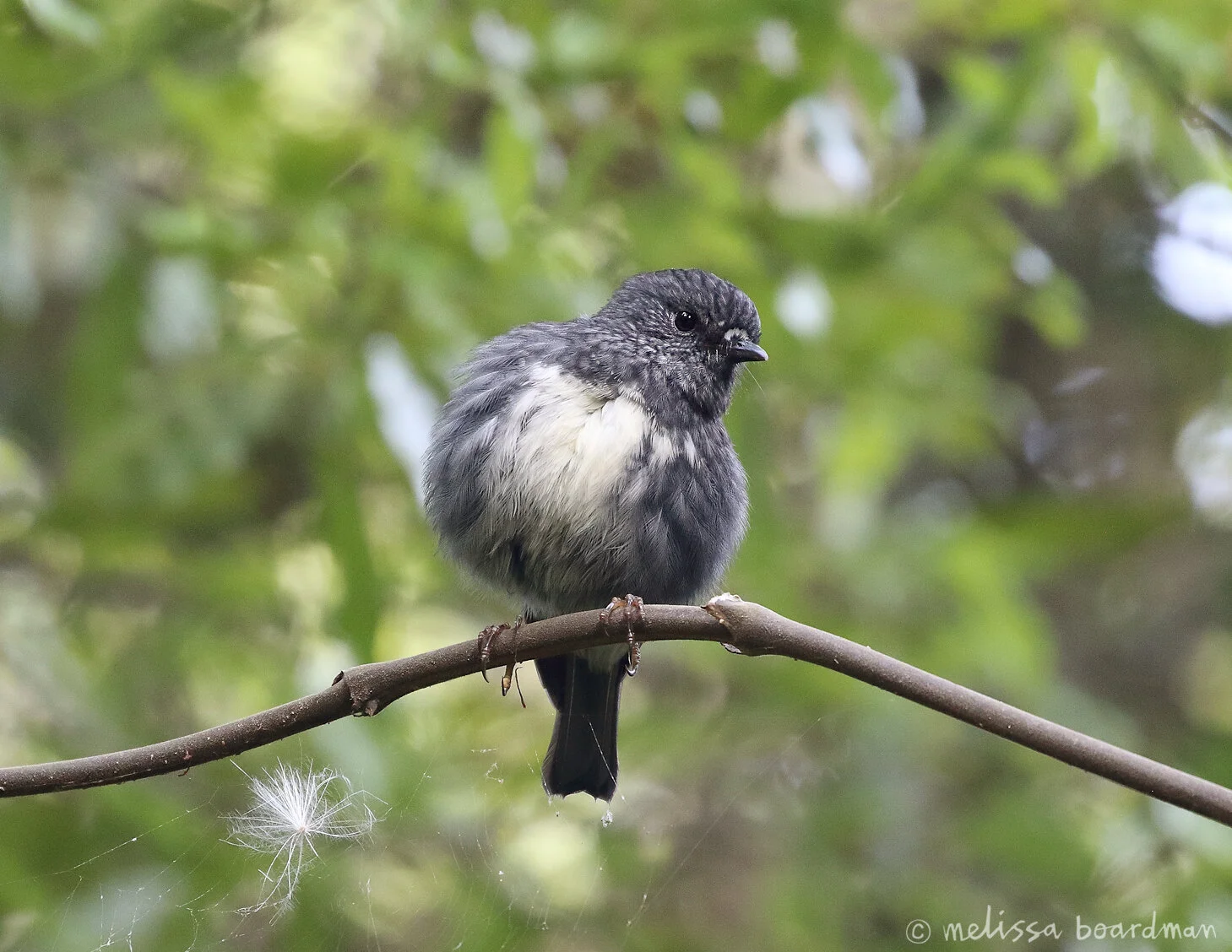Stunning photographs of NZ's native birds — Melissa Boardman