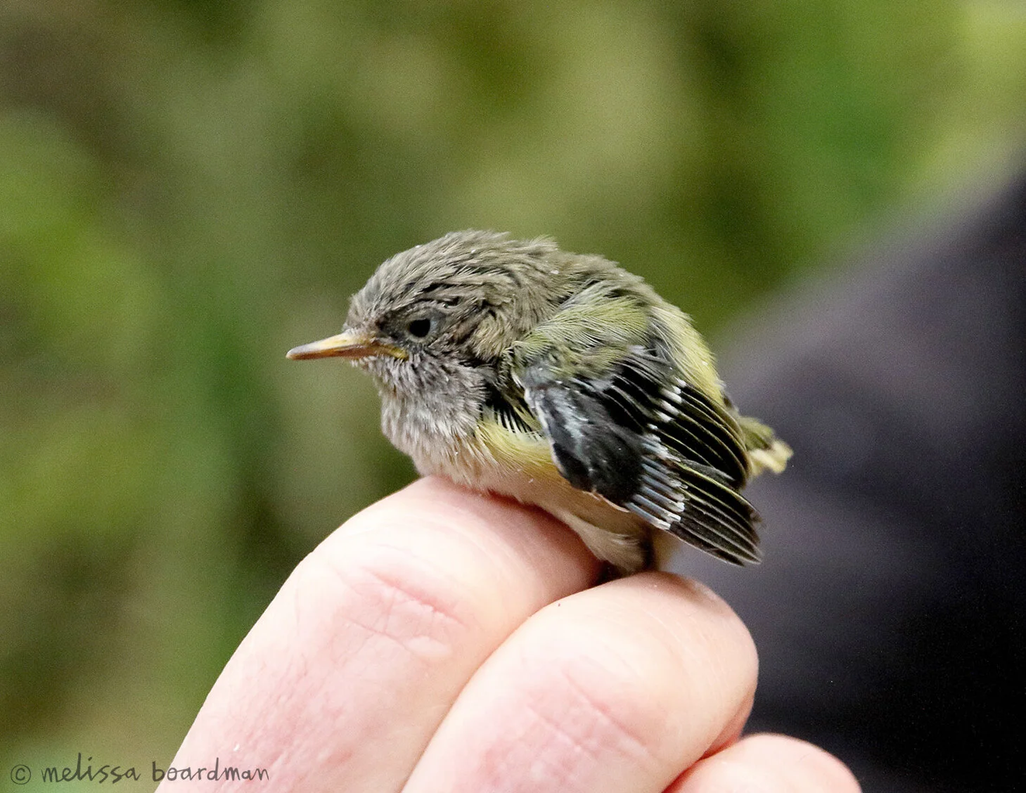 Stunning photographs of NZ's native birds — Melissa Boardman