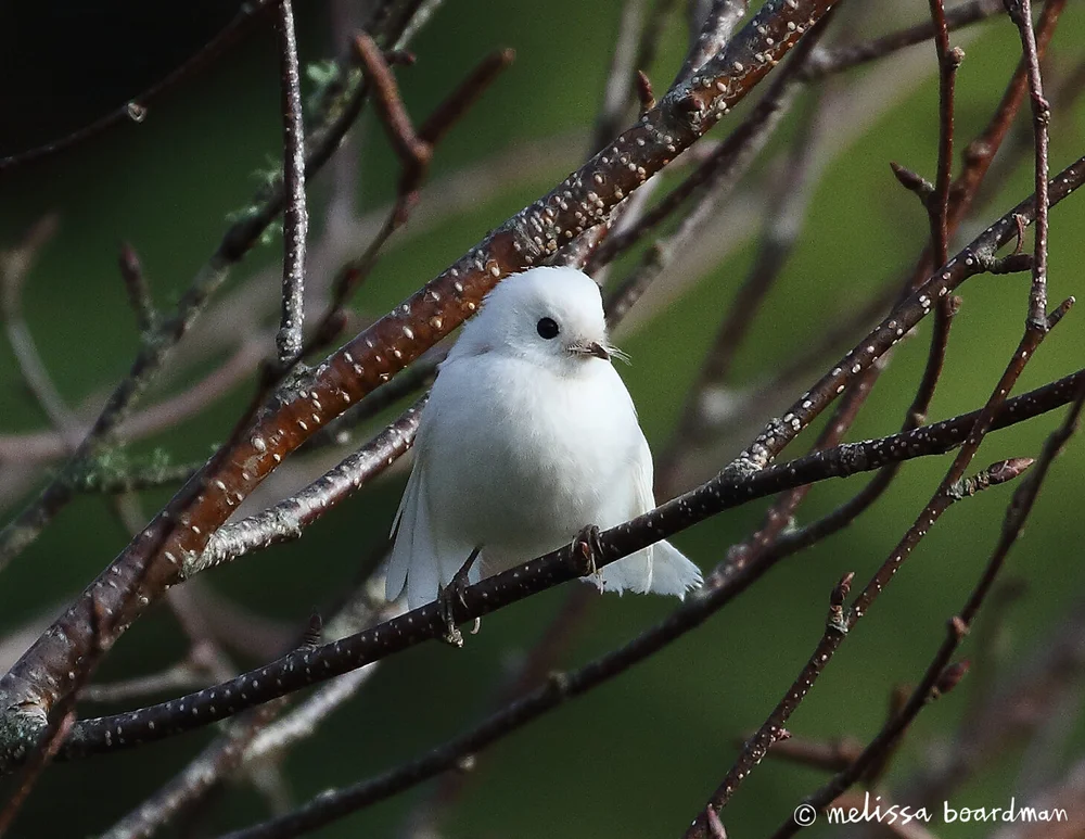Fantail - ghost edition - rare white fantail — Melissa Boardman