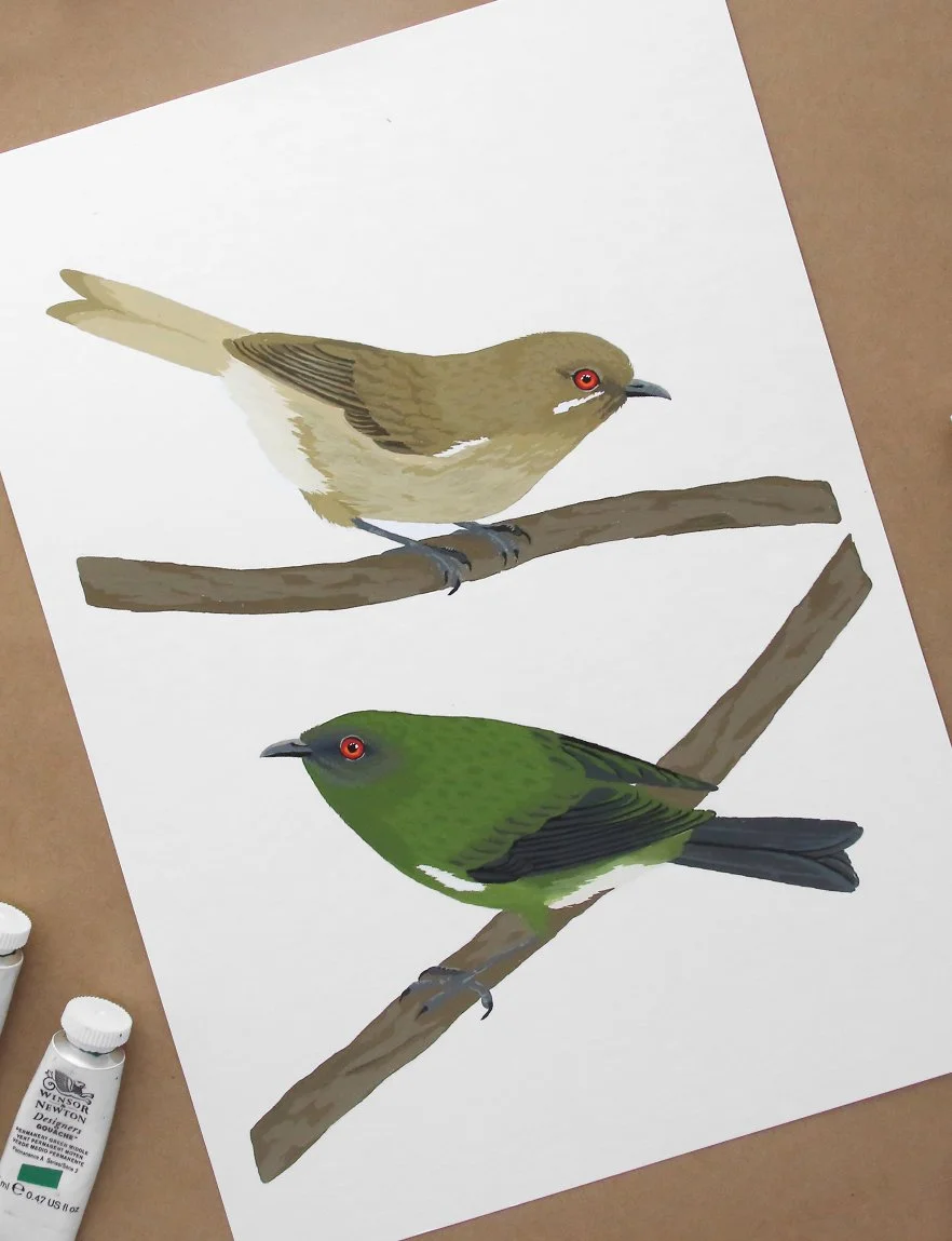NZ bird original illustration by Melissa Boardman — Melissa Boardman