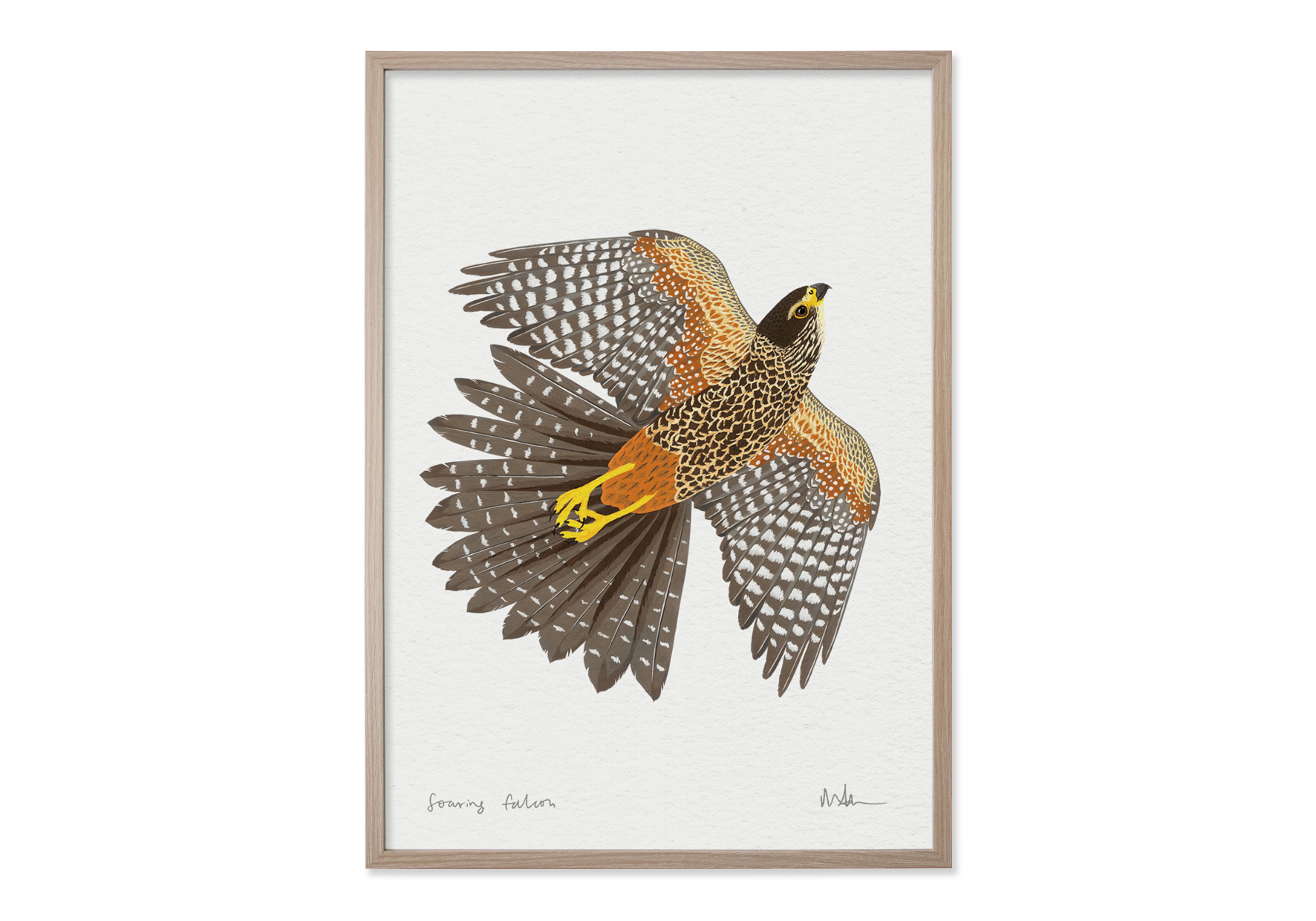 Night owl ruru morepork New Zealand bird illustration art print ...