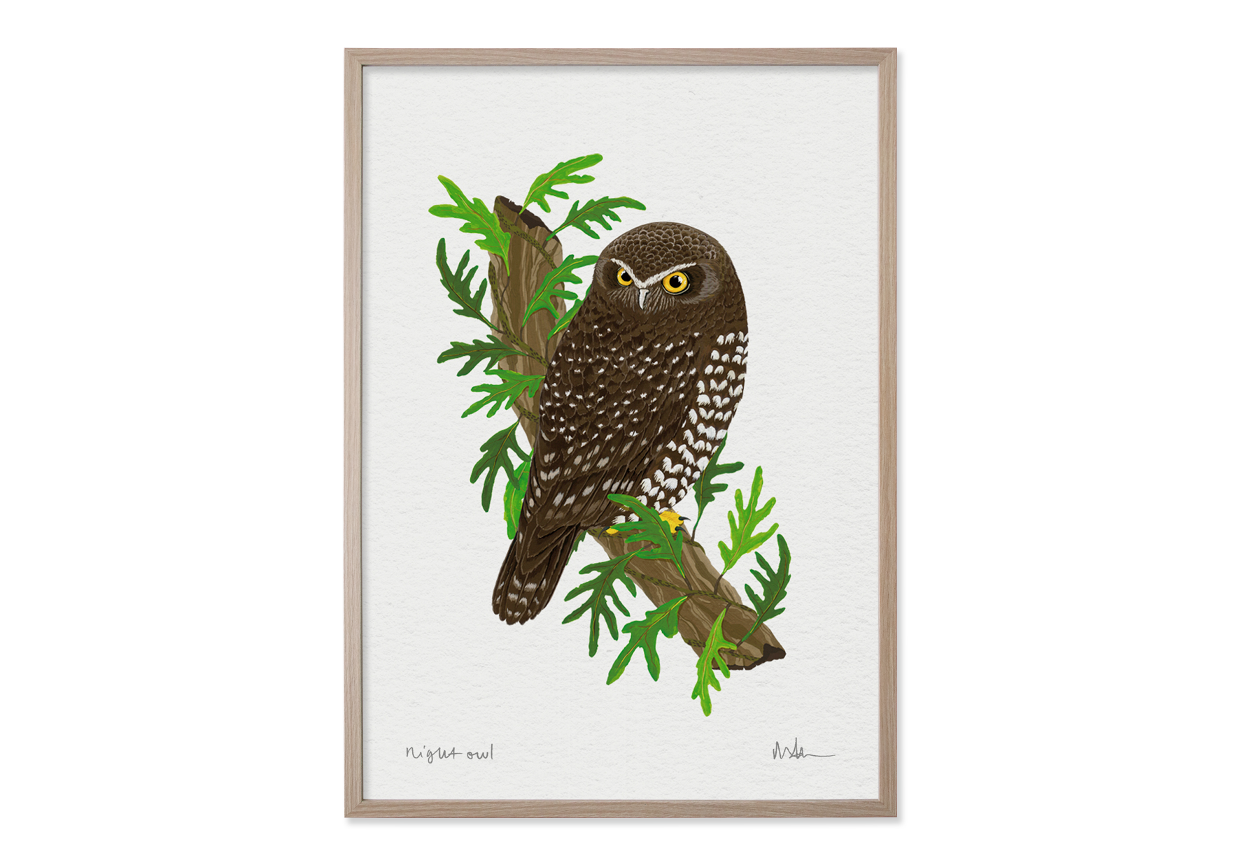 Soaring falcon kārearea New Zealand bird illustration art print ...