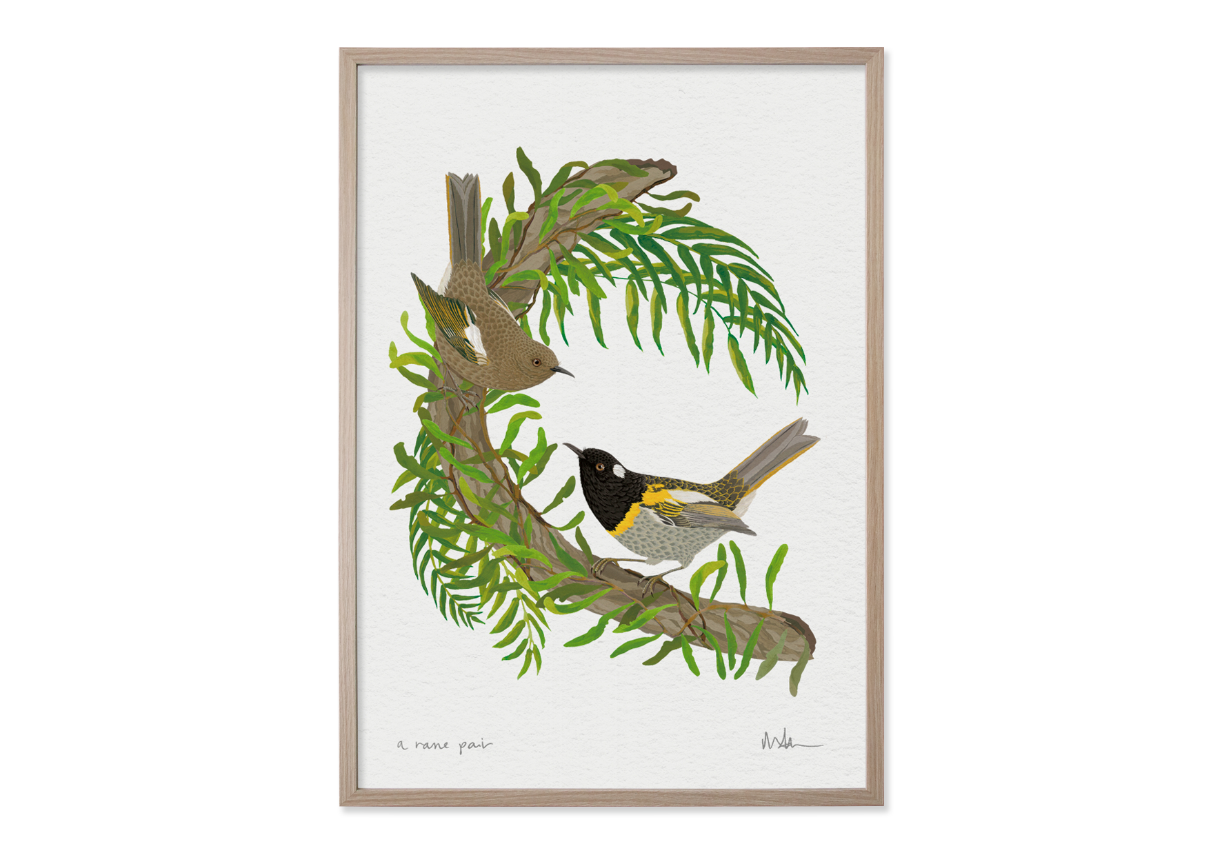 Soaring falcon kārearea New Zealand bird illustration art print ...