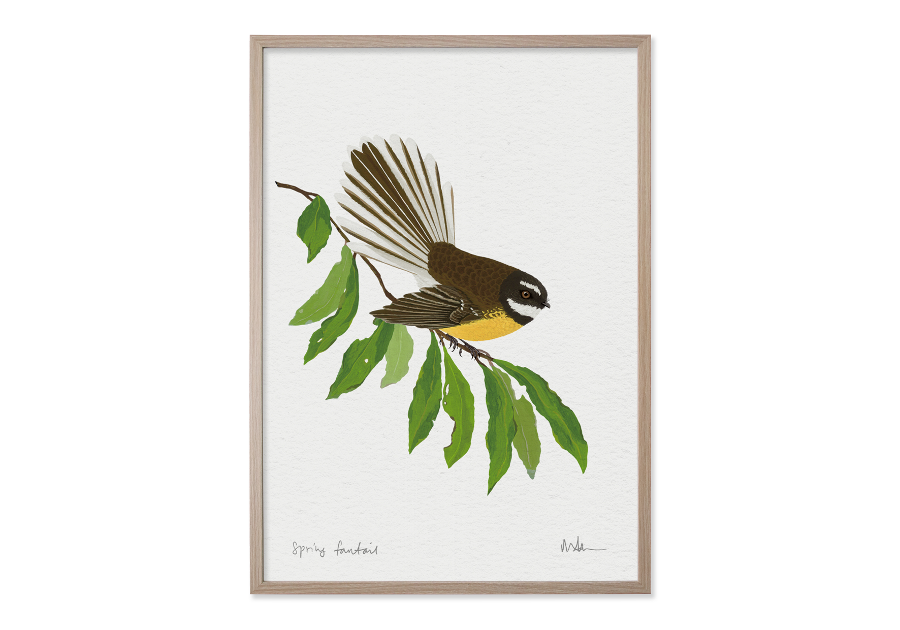 Soaring falcon kārearea New Zealand bird illustration art print ...