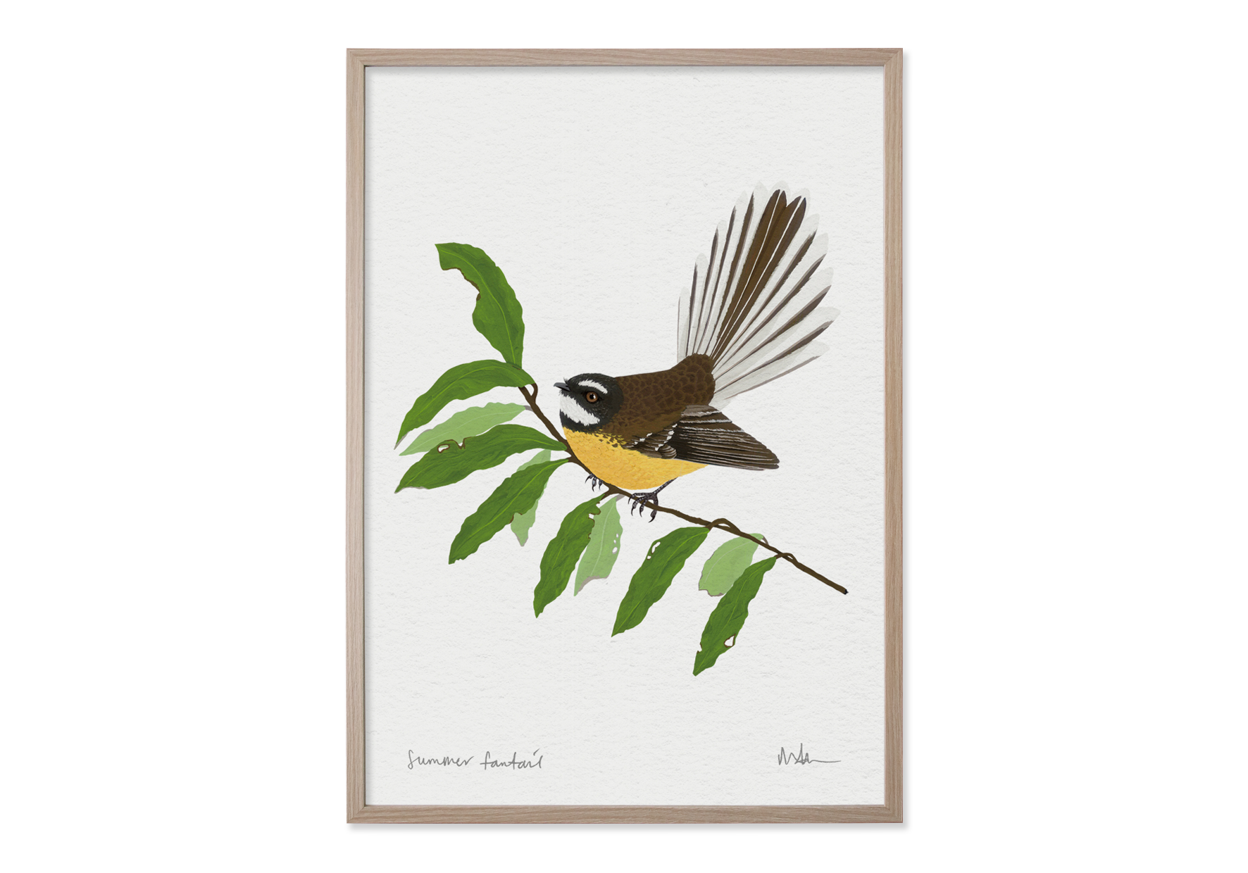 Soaring falcon kārearea New Zealand bird illustration art print ...