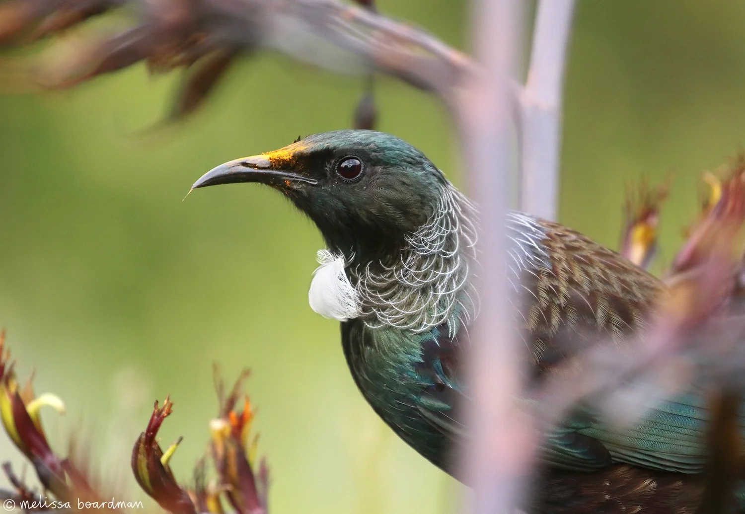 Stunning photographs of native New Zealand birds — Melissa Boardman