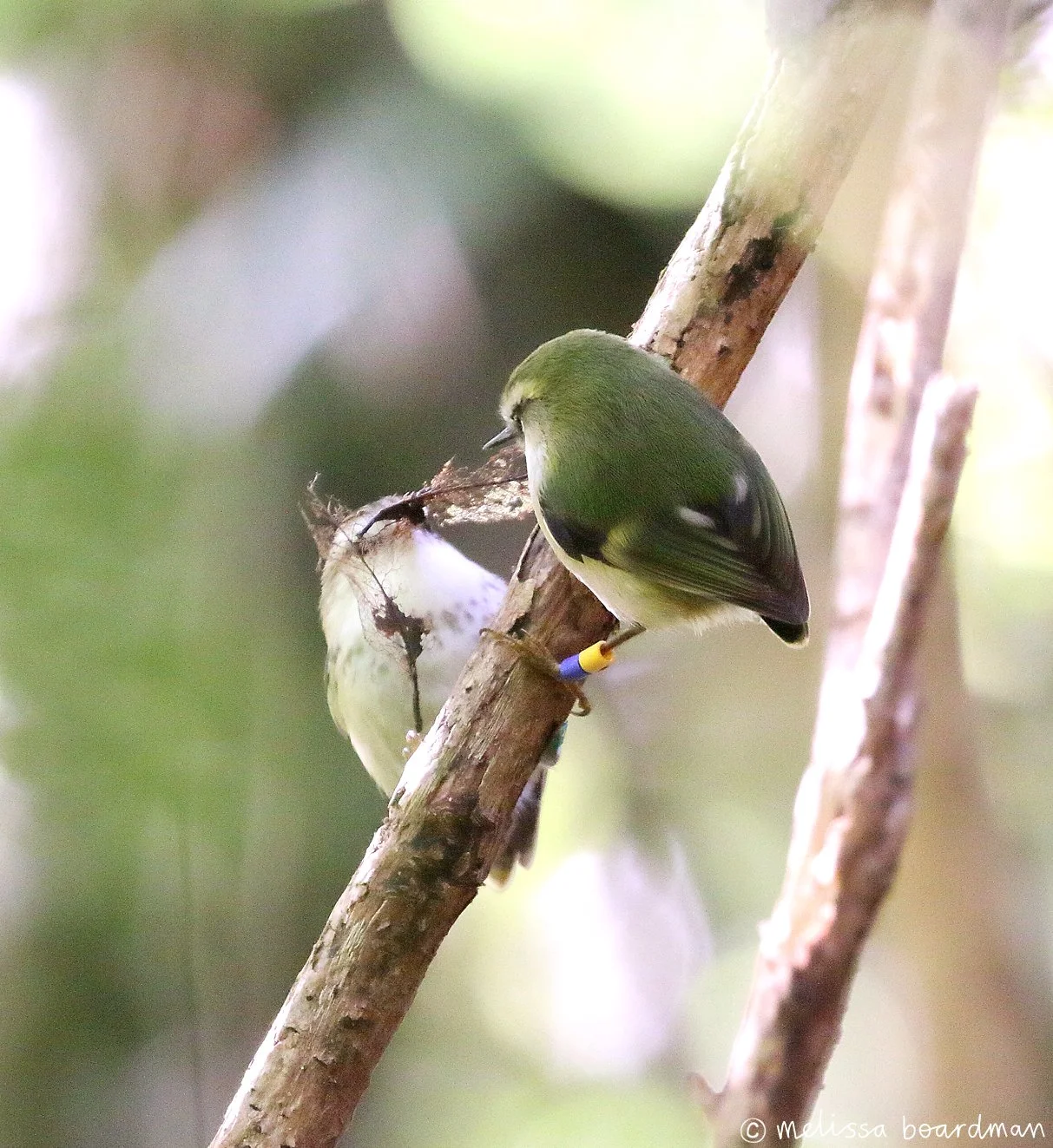 A little insight into the nesting habits of NZ's tiniest birds ...